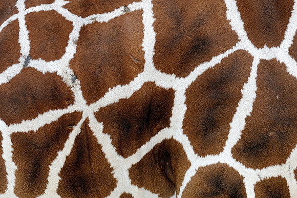 Glenn Nagel Photography | Animal Patterns